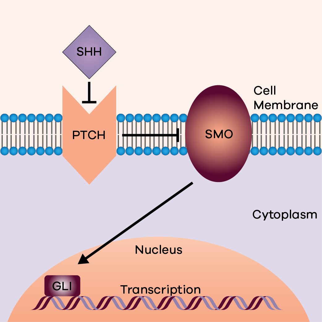 Basal Cell Carcinoma: The Definitive Guide - Skintel